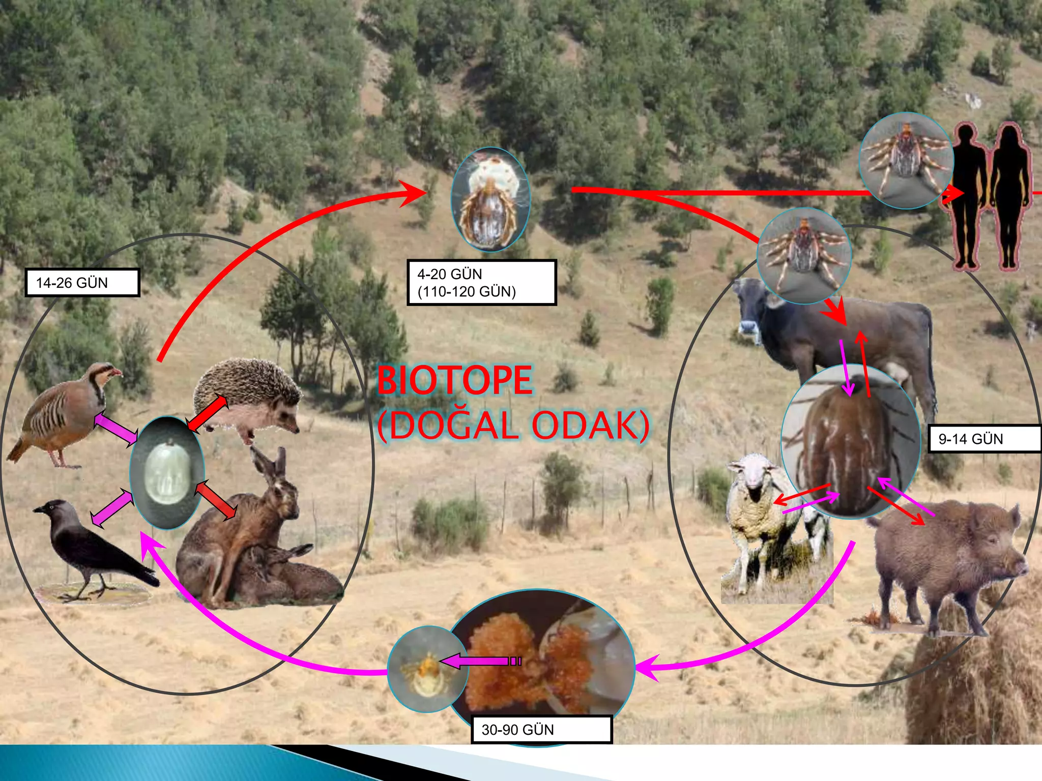 Kirim kongo kanamali atesi | PPT