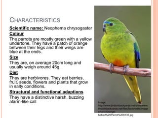 Orange Bellied Parrot - student presentation | PPTX