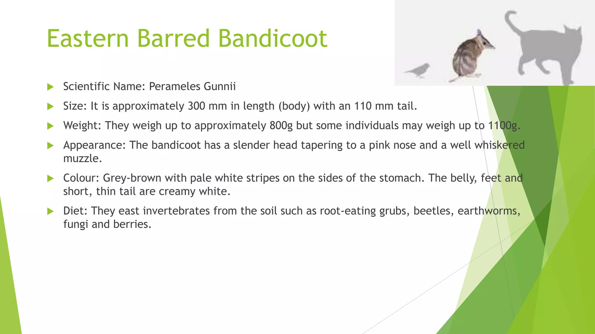 Eastern Barred Bandicoot - student presentation | PPTX