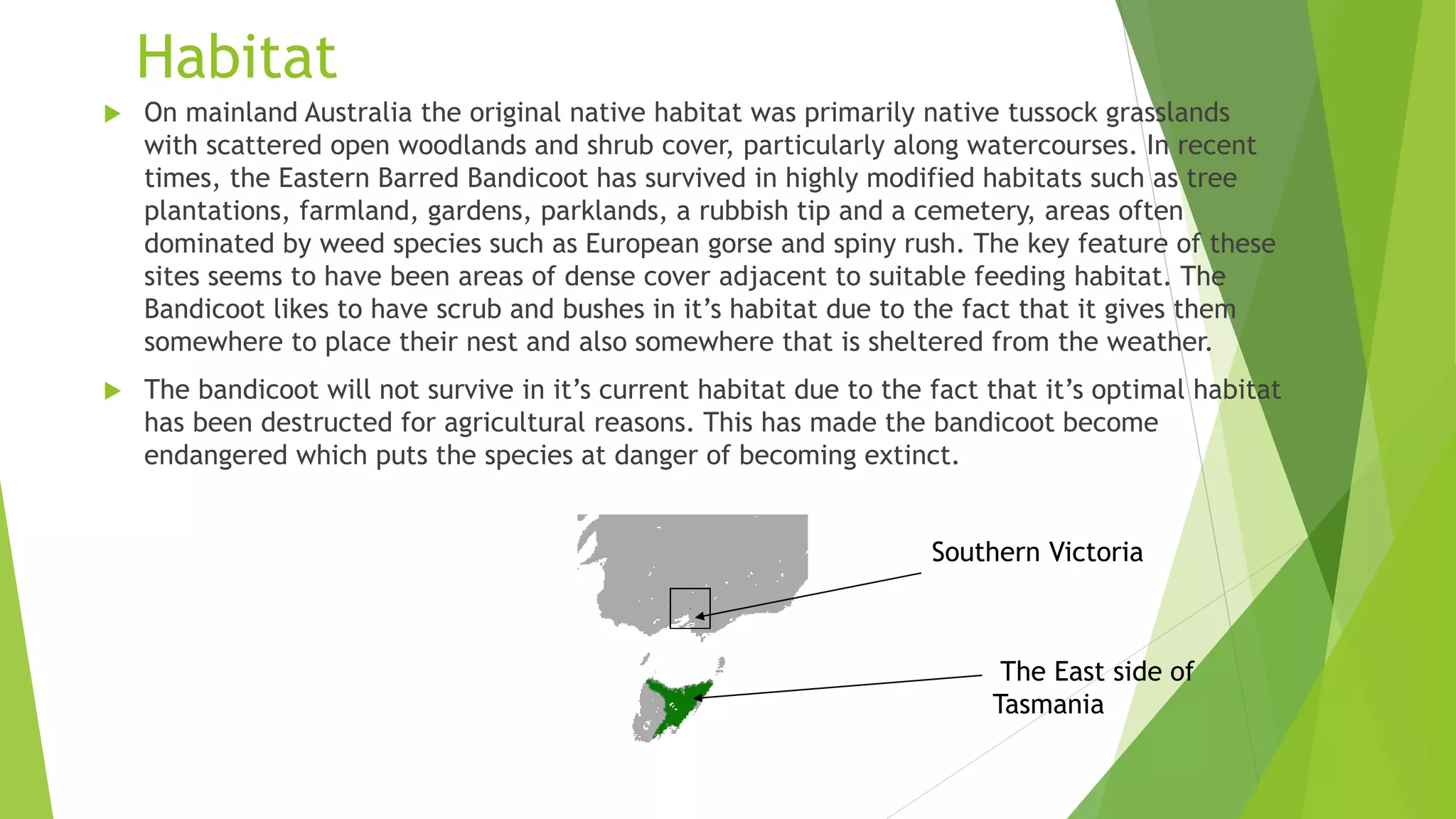 Eastern Barred Bandicoot - student presentation | PPTX