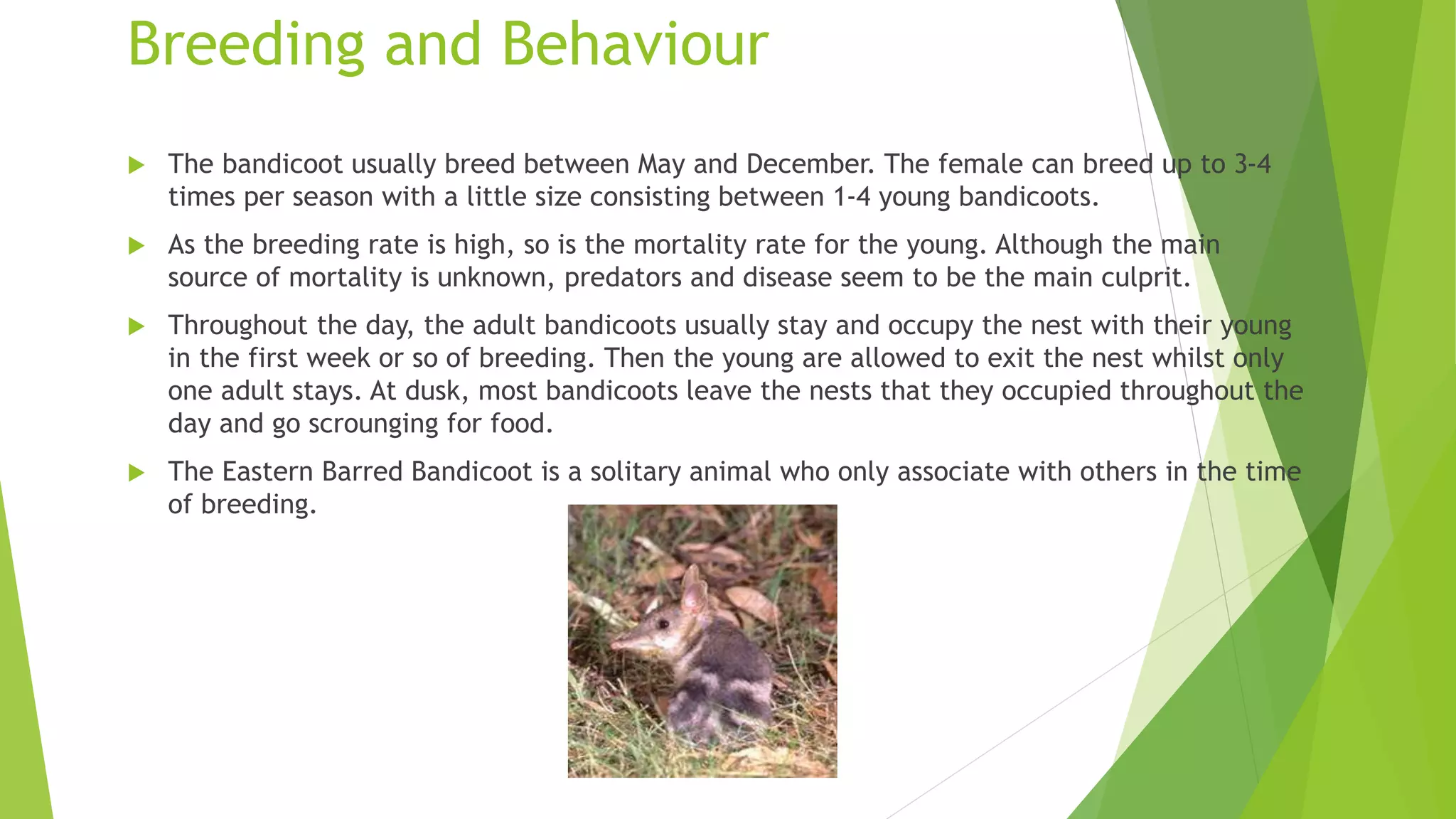Eastern Barred Bandicoot Student Presentation Pptx