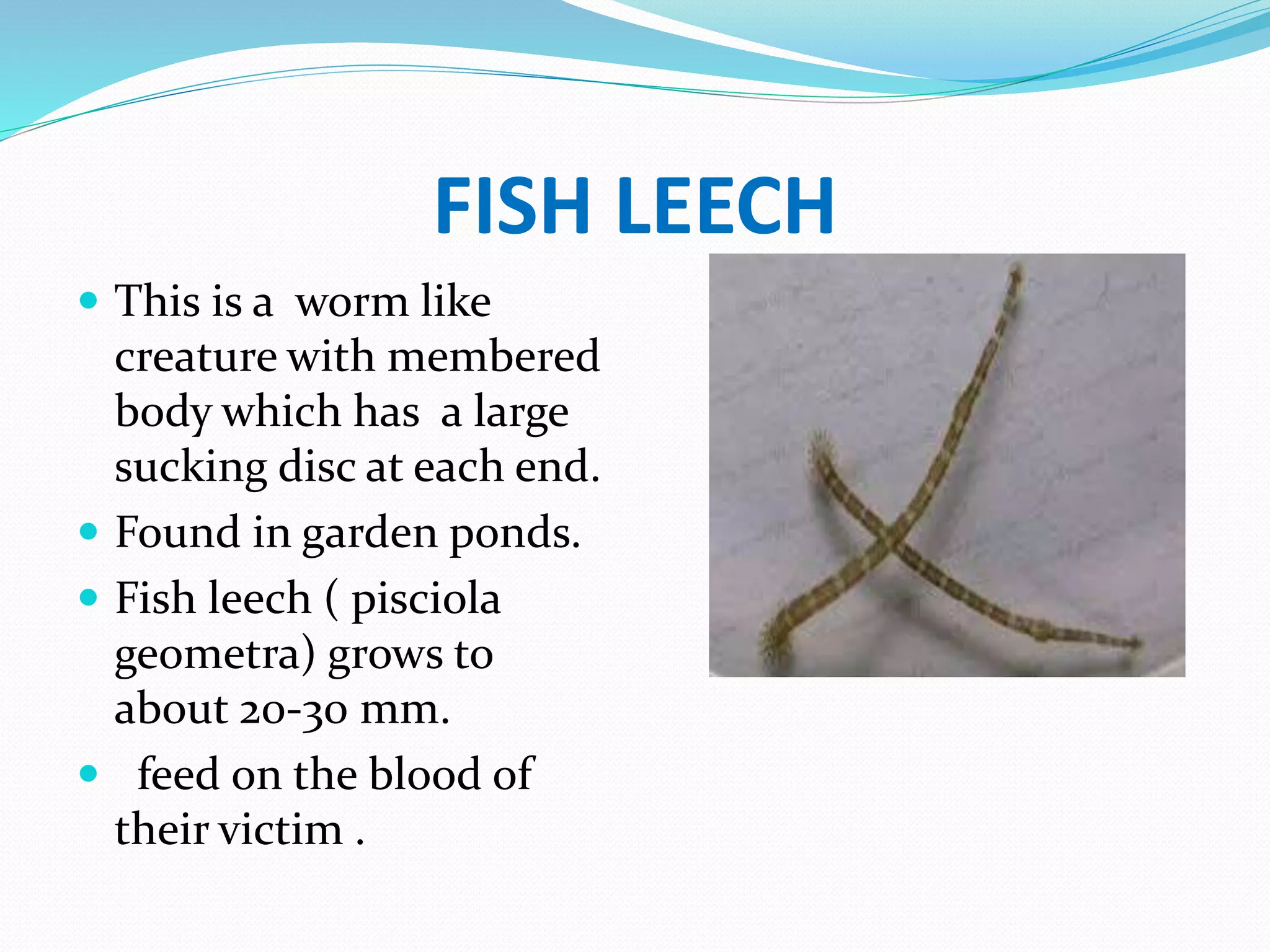ectoparasites disease in fish | PPTX