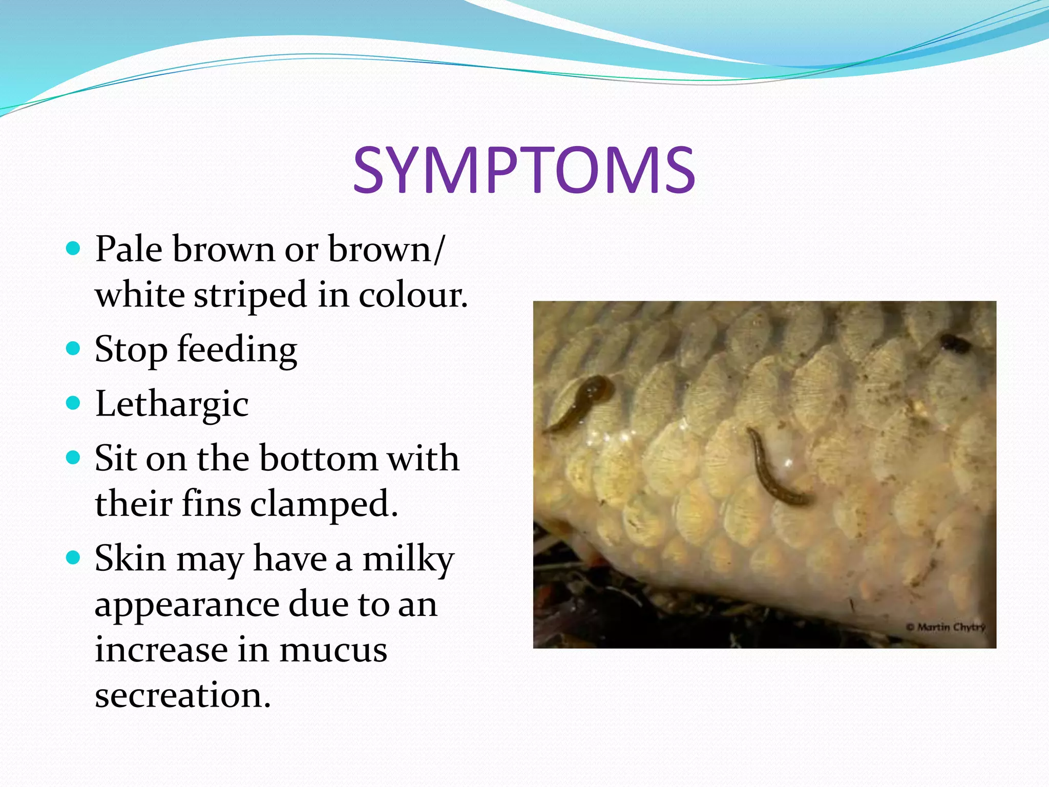 ectoparasites disease in fish | PPTX
