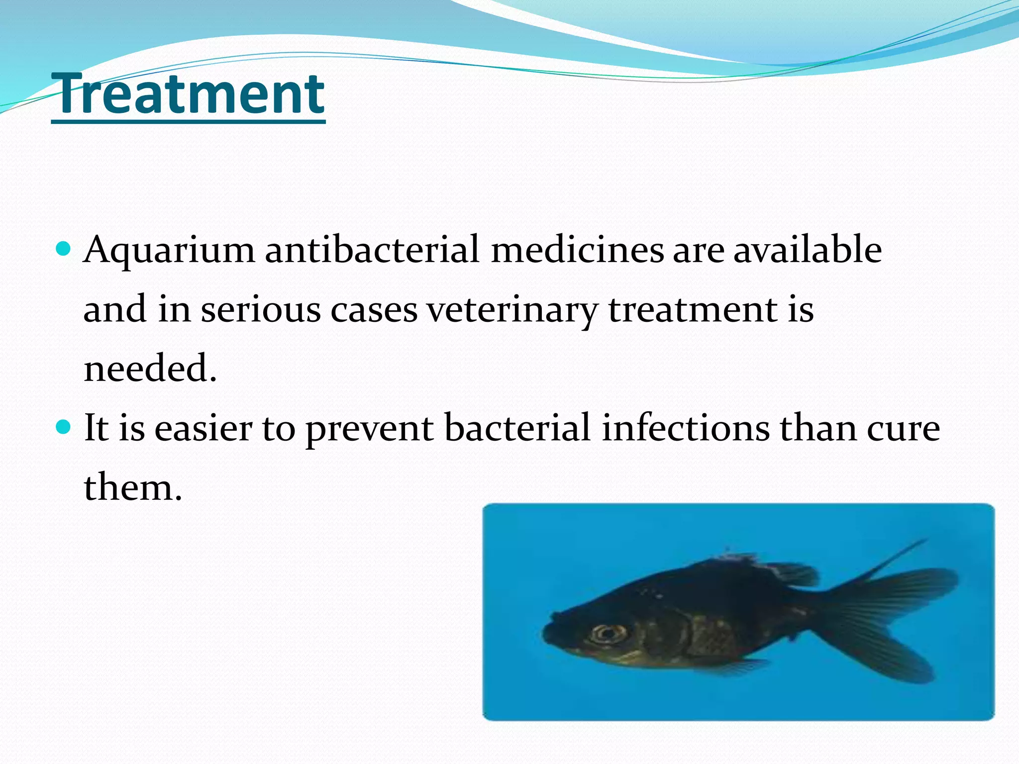 ectoparasites disease in fish | PPTX