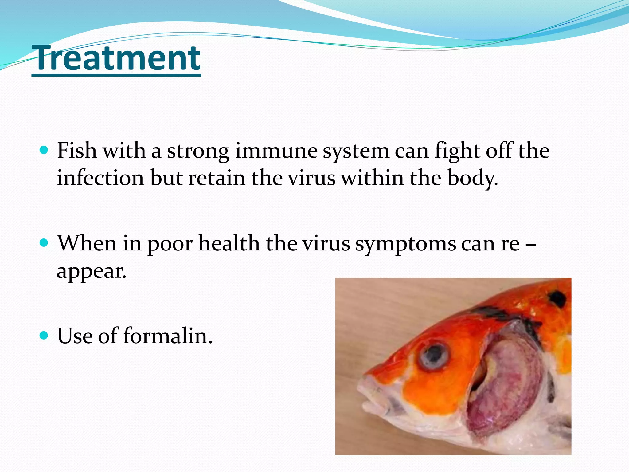 ectoparasites disease in fish | PPTX