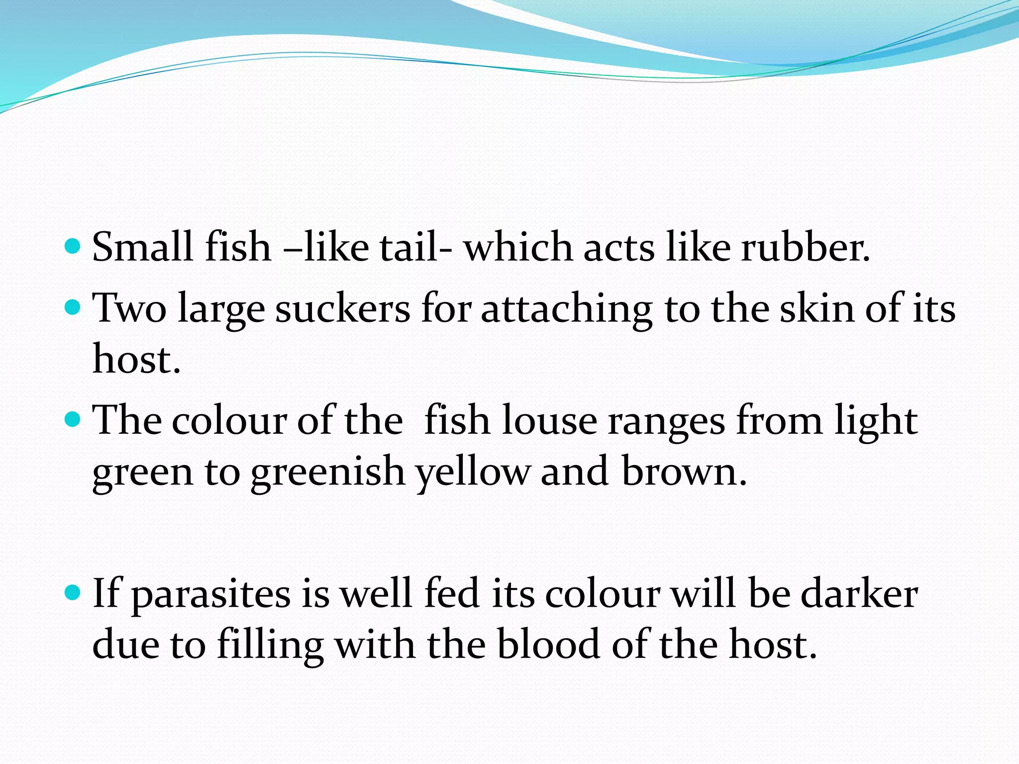 ectoparasites disease in fish | PPTX