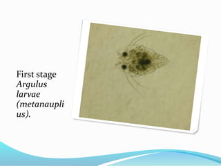 ectoparasites disease in fish | PPTX