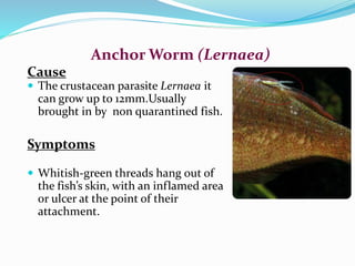 ectoparasites disease in fish | PPTX