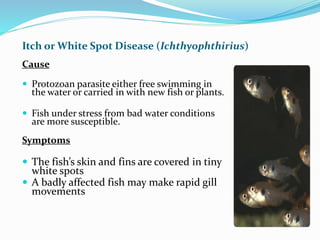 ectoparasites disease in fish | PPTX
