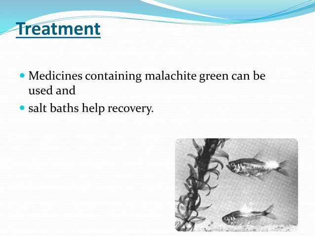 ectoparasites disease in fish | PPTX