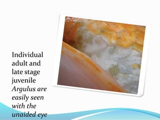 ectoparasites disease in fish | PPTX