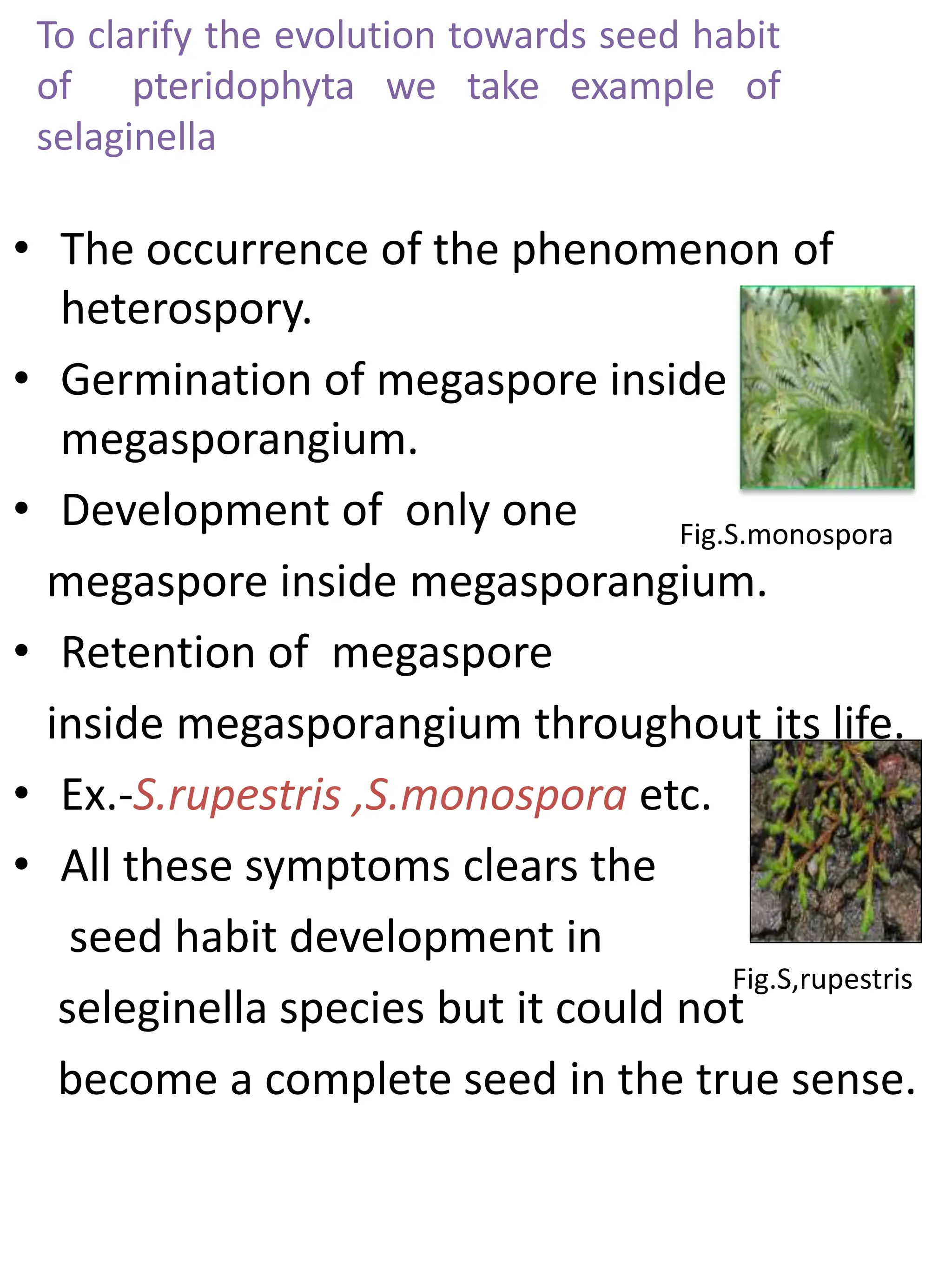 Heterospory and seed habit | PPTX