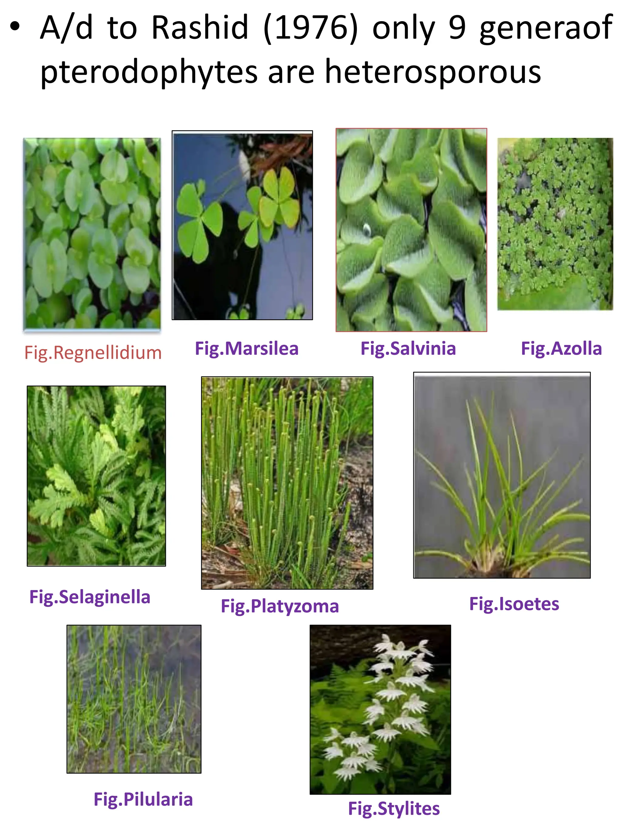 Heterospory and seed habit | PPTX