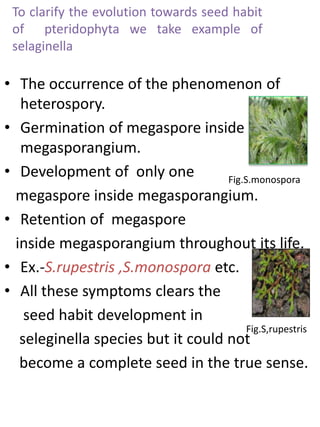 Heterospory and seed habit | PPTX