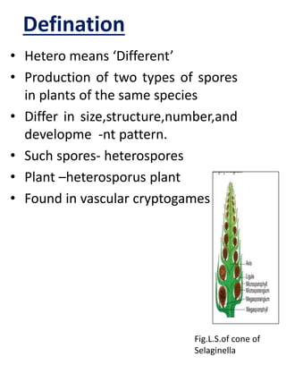 Heterospory and seed habit | PPTX