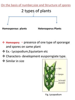 Heterospory and seed habit | PPTX