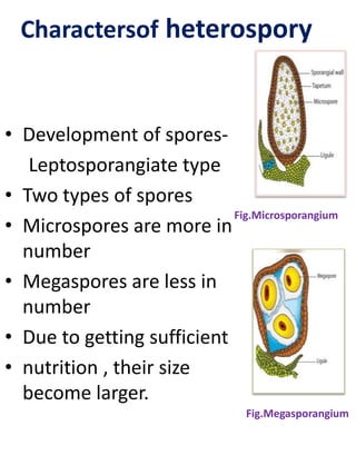 Heterospory and seed habit | PPTX