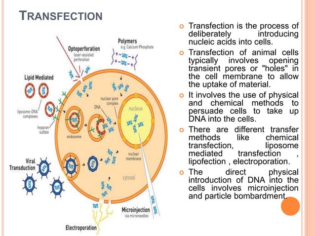 transduction and transfection | PPTX | Biological Sciences | Science