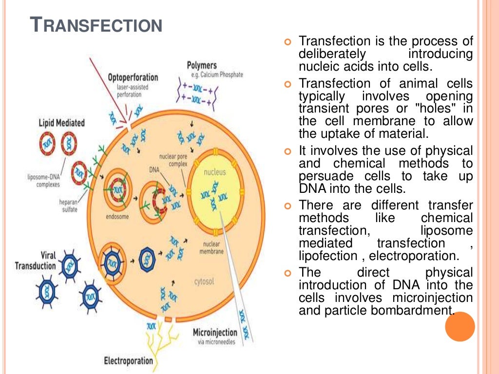 transduction and transfection