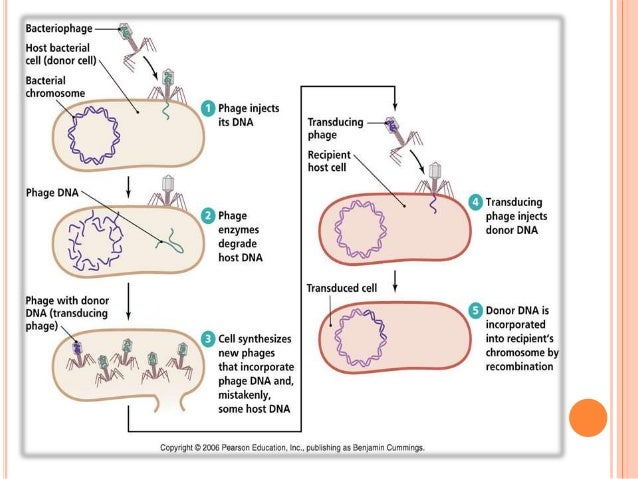 transduction and transfection
