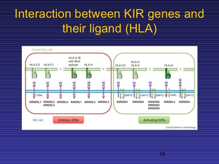 Killer Cell Immunoglobulin-Like Receptor (KIR) Genes and Association