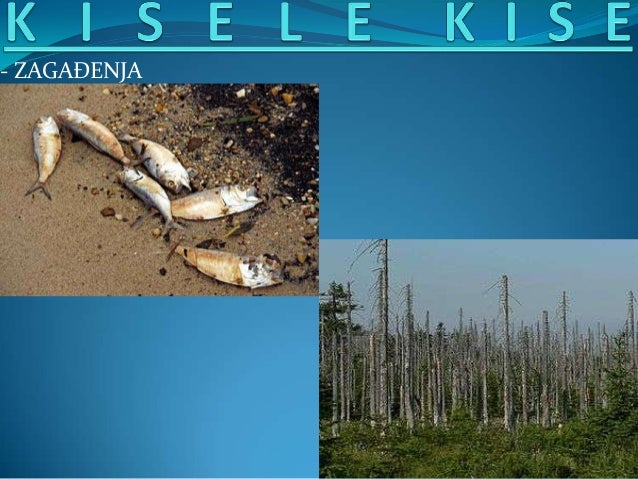 Kisele Kise