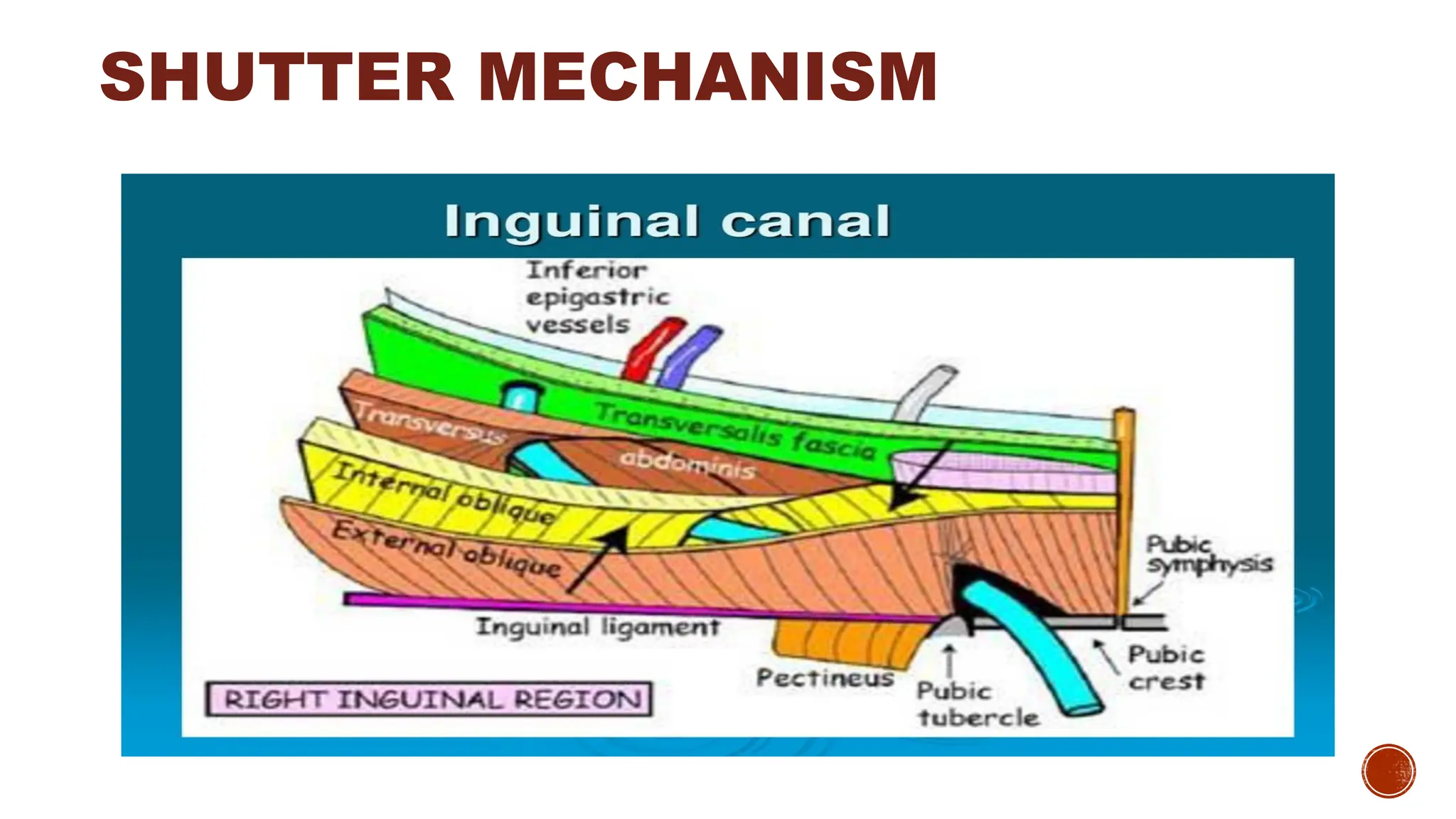 Inguinal canal (abdomen pelvis) anatomy ppt | PPTX
