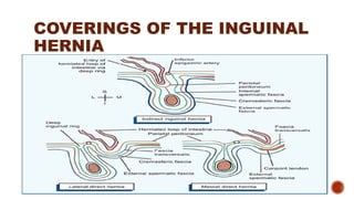 Inguinal canal (abdomen pelvis) anatomy ppt | PPTX