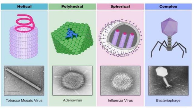 Physical properties of plant viruses, DEP and TIP | PPT