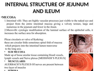 Intestinal obstruction surgery final.pptx
