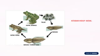 Kitaran Hidup Haiwan Sains tahun 2A sekolah rendah | PDF