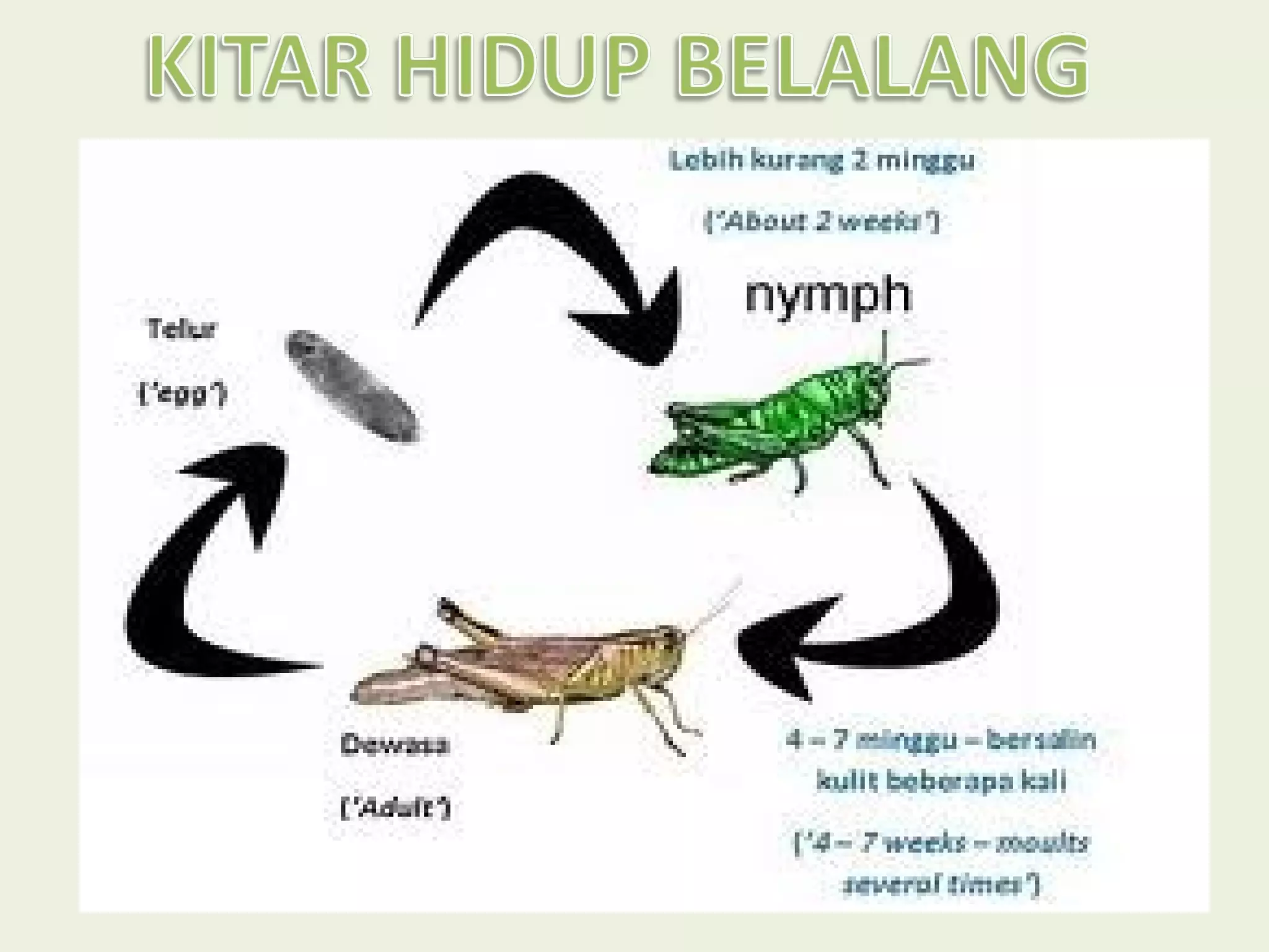Kitaran haiwan | PPT