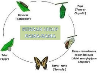 Kitaran haiwan | PPT