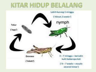 Kitaran haiwan | PPT