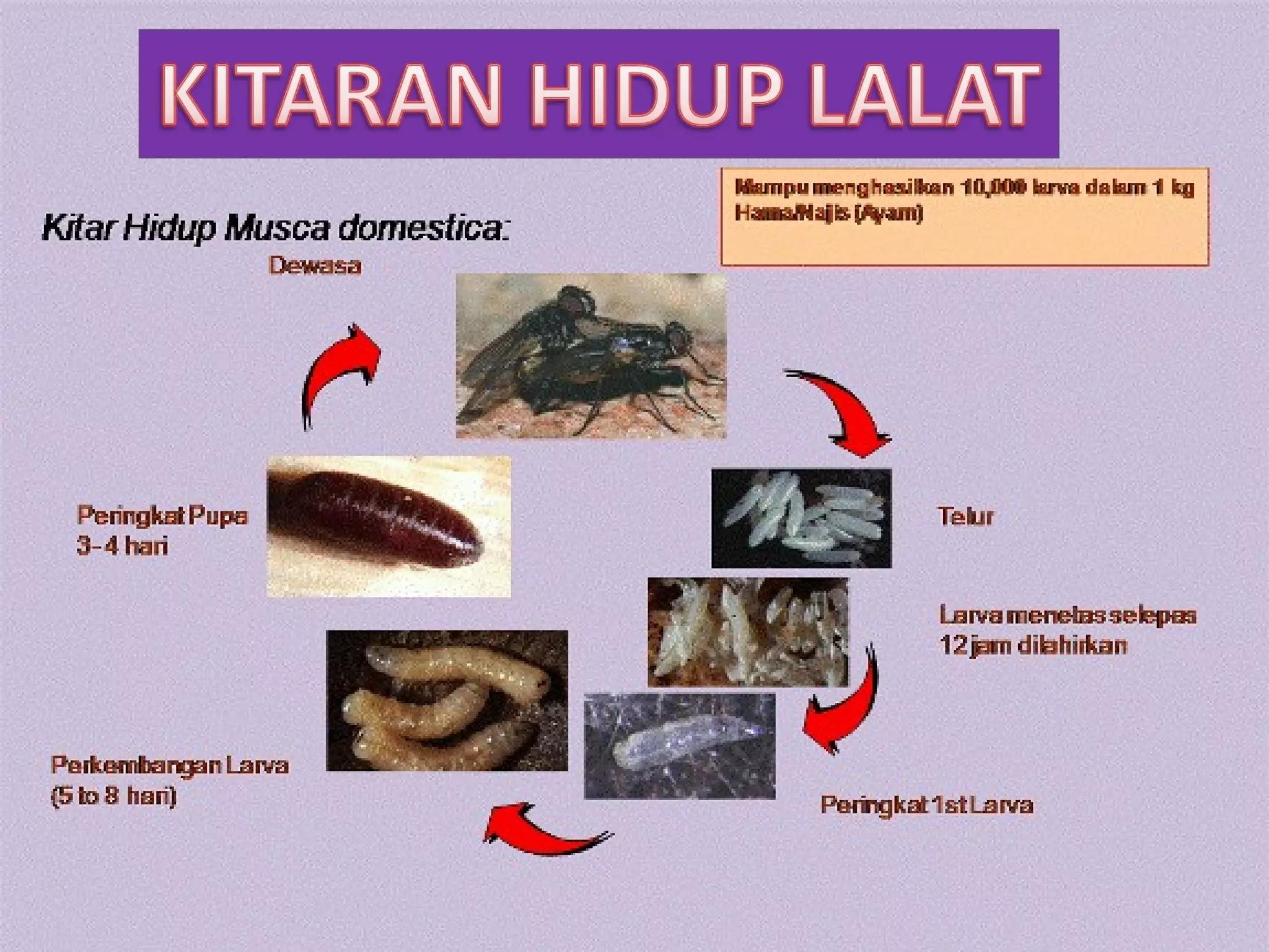 Kitaran haiwan | PPT