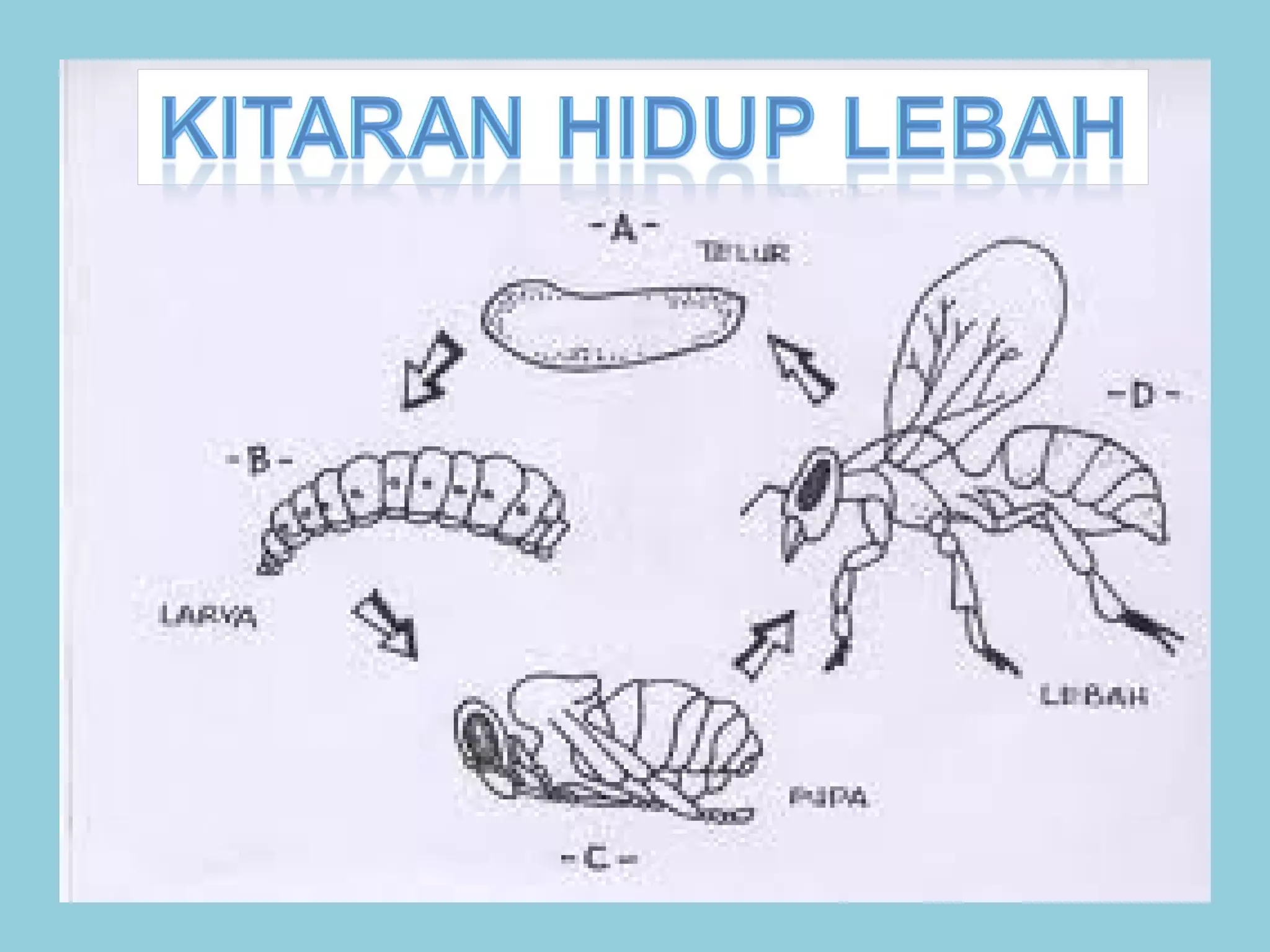 Kitaran haiwan | PPT