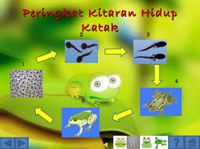 Kitaran hidup katak | PPT