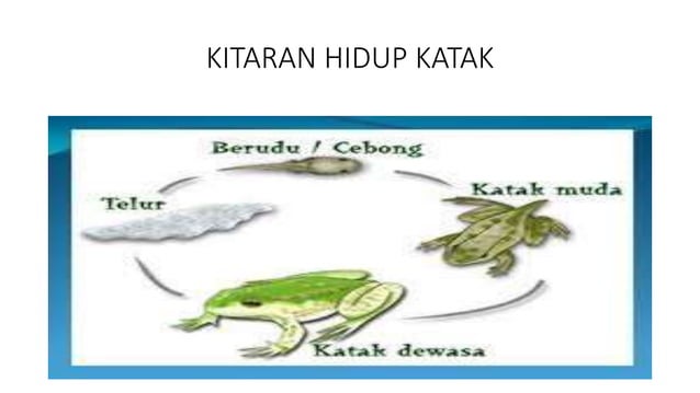Kitaran hidup katak | PPTX