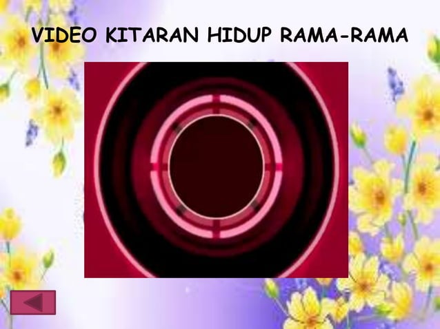 Kitaran hidup rama rama 3 | PPTX