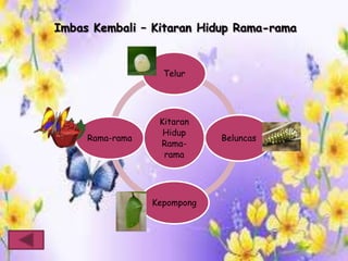 Kitaran hidup rama rama 3 | PPTX