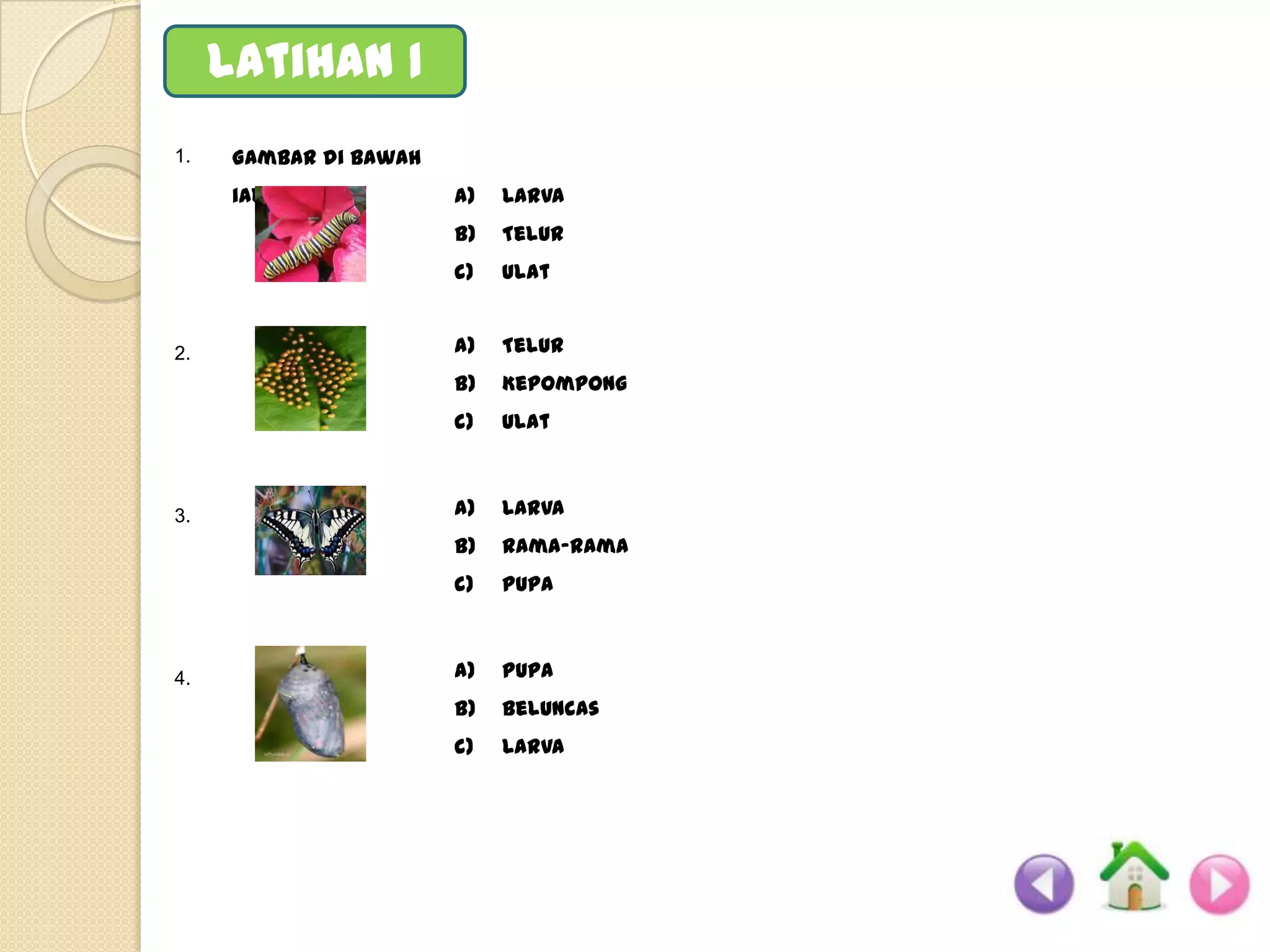 Kitaran hidup rama rama .slideshow | PPSX