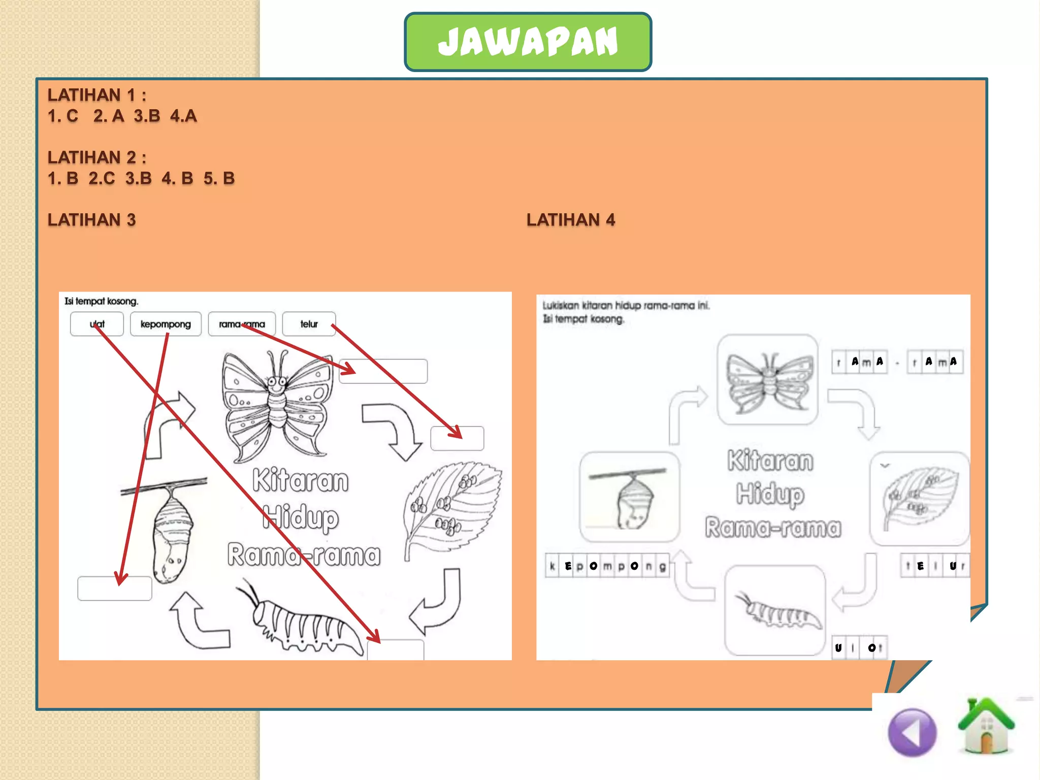 Kitaran hidup rama rama .slideshow | PPSX