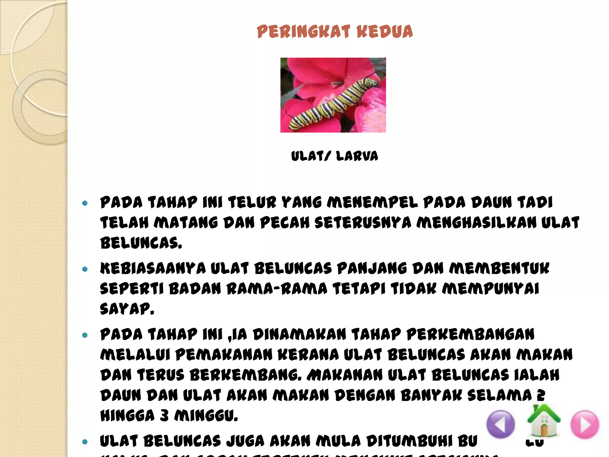 Kitaran hidup rama rama .slideshow | PPSX