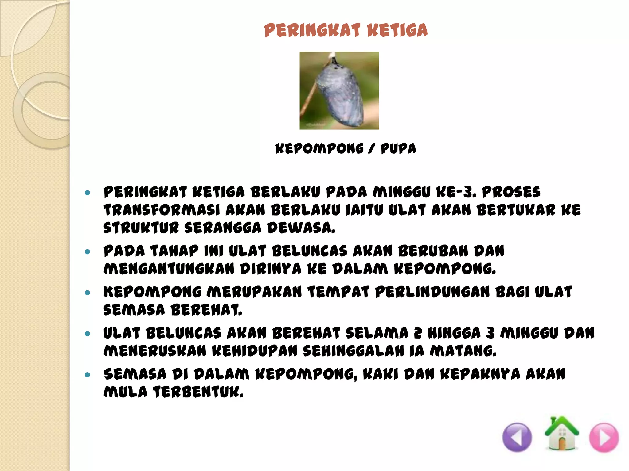 Kitaran hidup rama rama .slideshow | PPSX