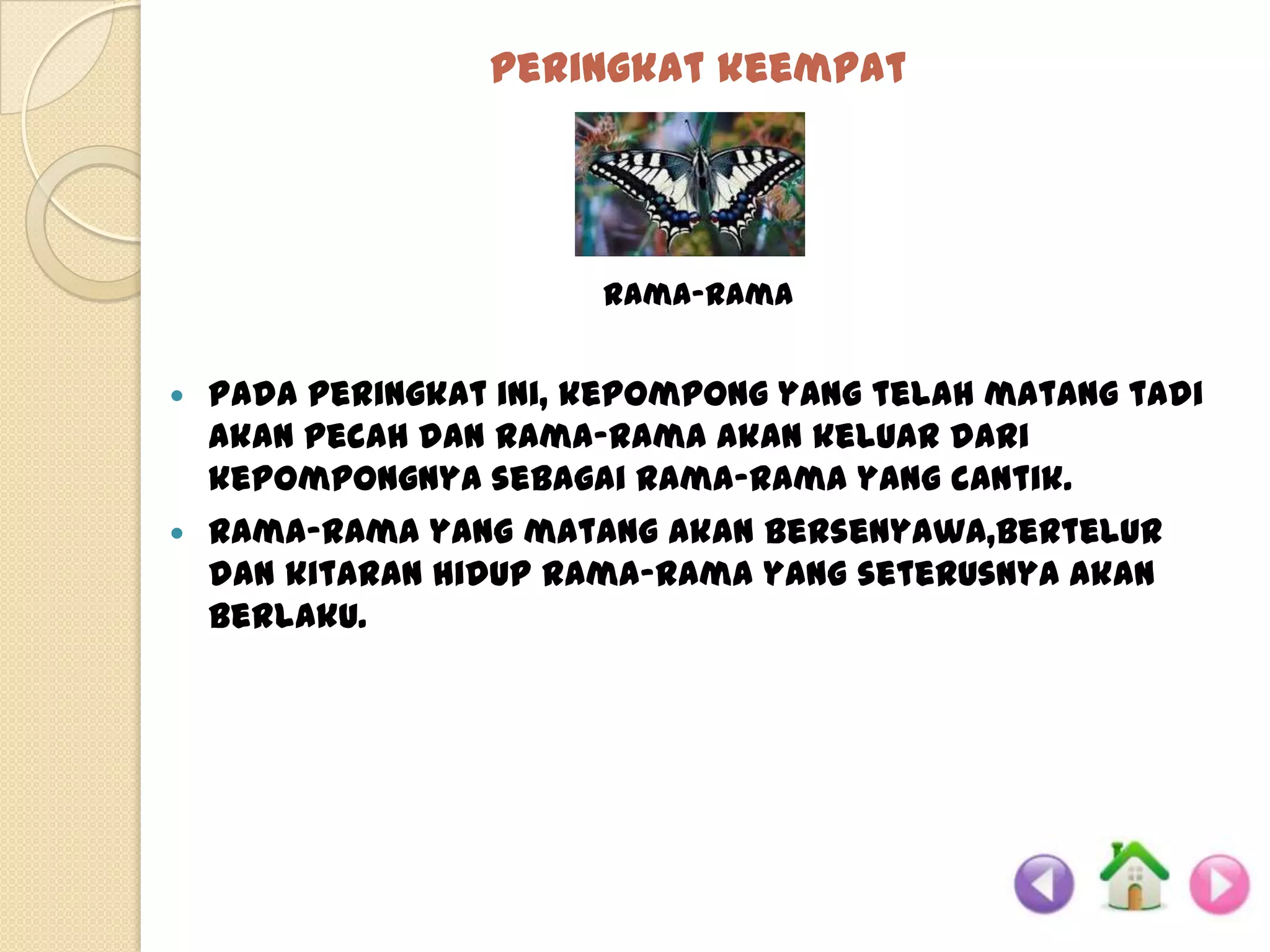 Kitaran hidup rama rama .slideshow | PPSX