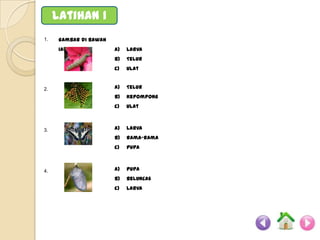 Kitaran hidup rama rama .slideshow | PPSX