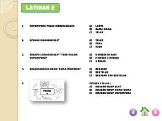 Kitaran hidup rama rama .slideshow | PPSX