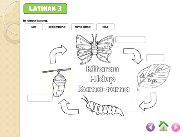 Kitaran hidup rama rama .slideshow | PPSX