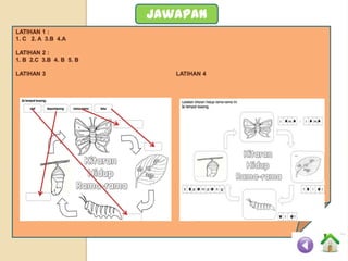Kitaran hidup rama rama .slideshow | PPSX