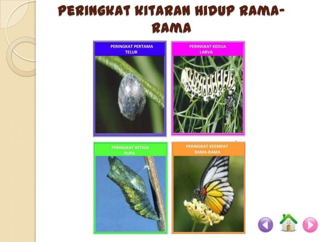 Kitaran hidup rama rama .slideshow | PPSX
